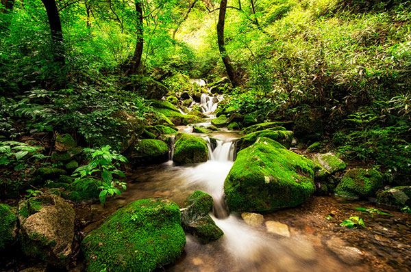 Caminando por el arroyo. Poema Zen por Ven. Choui | Chocobuda | Budismo ...